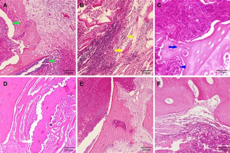 Photomicrographs Of The Longitudinal Section Of The Tibia In The Download Scientific Diagram