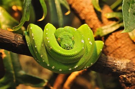 Premium Photo View Of Curled Up Green Tree Python