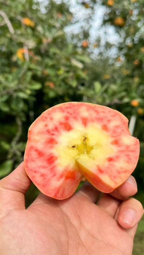 에버그린농원 Evergreennamuking • Instagram Photos And Videos