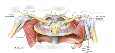 Anterior Clavicle And Scapular Ligaments Diagram Quizlet