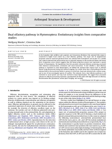 Pdf Dual Olfactory Pathway In Hymenoptera Evolutionary Insights From