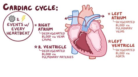 Cardiac Cycle Diagram Explained