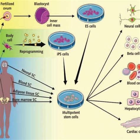 3 Diagram Representation Of Pcdna31v5 His Topo Ta Cloning Vector