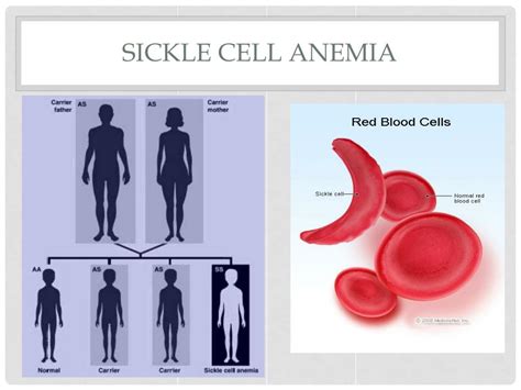 Ppt Sex Determination And Sex Linkage Powerpoint Presentation Free Download Id 2380509