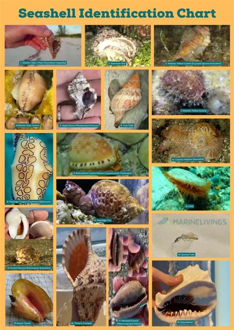 A Complete Guide To Shell Identification 18 Kinds Of Seashells Easily