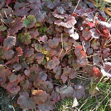 Теллима крупноцветковая Рубра (Tellima grandiflora Rubra) купить в ...