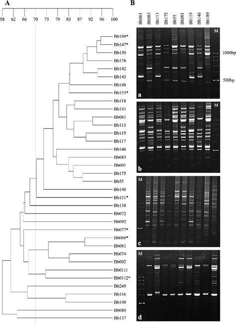 a dendrogram built using the similarity matrix of dice and the