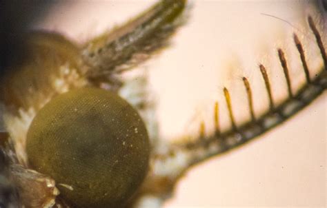 Types Of Antennae Colton S Field Study
