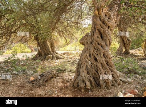 The Olive Botanical Name Olea Europaea Is A Species Of Small Tree Or