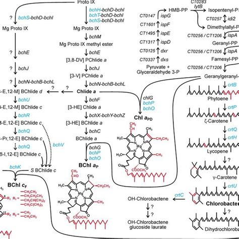 Pdf Chlorobium Tepidum Insights Into The Structure Physiology And
