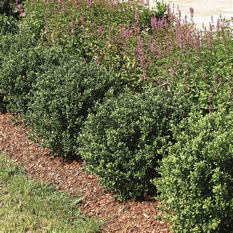 Ilex Crenata Hoogendorn Portfolio Japanese Holly Siteone Us