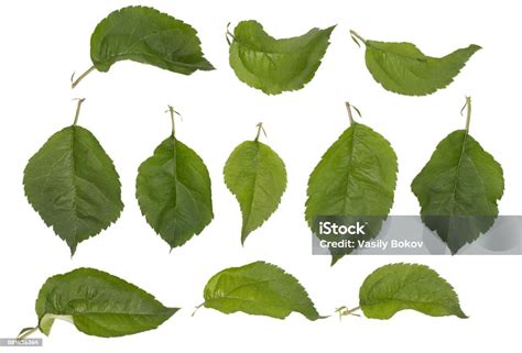 녹색 나뭇잎 흰색 배경에 고립입니다 컬렉션입니다 필드의 전체 깊이입니다 0명에 대한 스톡 사진 및 기타 이미지 0명 계절 관다발 식물 Istock