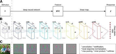 deep neural networks reveal a gradient in the complexity of neural representations across the