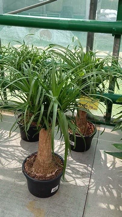 Ukraine В квітковому супермаркеті Моя улюблена слонова нога Youtube