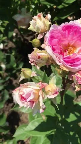 Японская роза Май Бьюти My Beauty #розы #саженцыроз #японскиерозы #rose ...