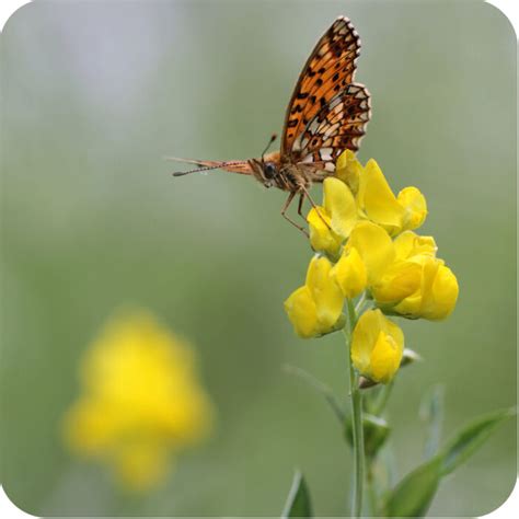 Meadow Vetchling Lathyrus Pratensis Plants Cumbria Wildflowers