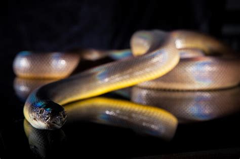 Premium Photo Single Rainbow Serpent Water Python Liasis Fuscus Isolated On Black Mirror