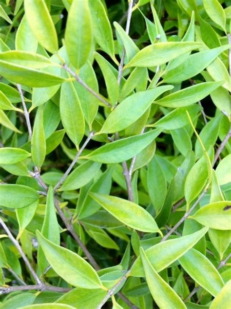 Syzygium Luehmannii Lulu Wholesale Nursery Nurseries In Melbourne