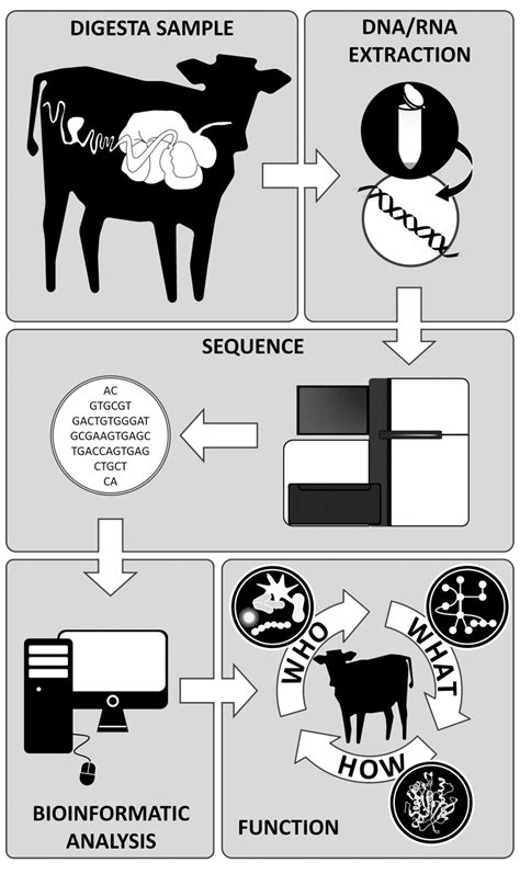 Steps Used In Omics Techniques As Applied To The Rumen Microbiome