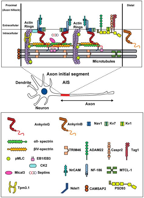 Pathophysiological Roles Of Abnormal Axon Initial Segments In Neurodevelopmental Disorders Pmc
