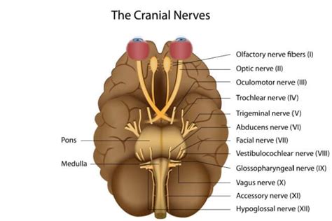 Oculomotor Nerve Brain Brain Cranial Nerves Stock Illustrations