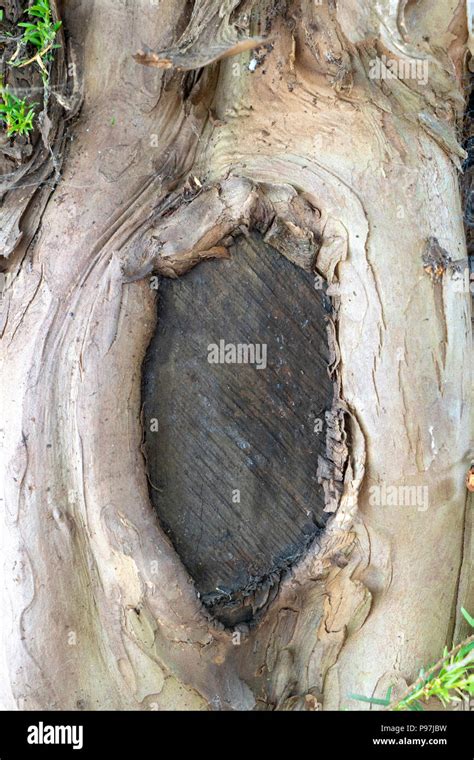 Scar On A Tree Trunk Stock Photo Alamy