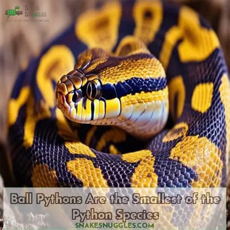 26 Cool Facts About Ball Pythons Unleash Your Ball Python Knowledge
