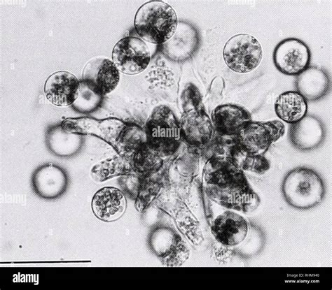 Laminaria Under Microscope