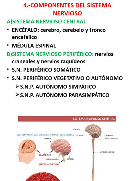 Componentes Del Sn Sistema Nervioso Central Pdf Cerebro Sistema