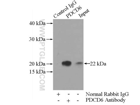 Pdcd6 Antibody 12303 1 Ap Proteintech
