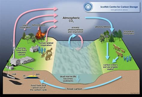 Biogeochemical Cycle Definition And Examples Biology Dictionary