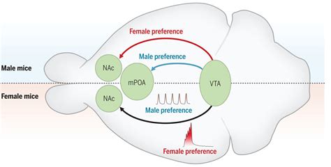 Mices Sex Based Social Preferences Shift Under Stress Dopamine