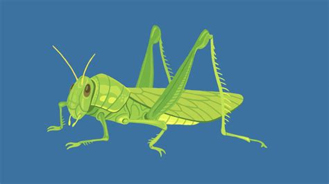 Grasshopper Jumping Drawing