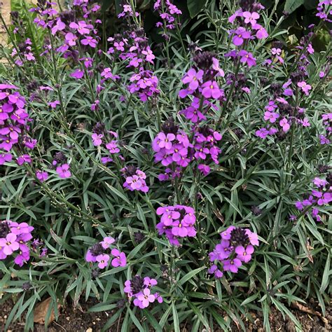 Erysimum Bowles Mauve Wallflower