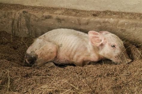 Transporting Pigs: Tips and Considerations for Moving Hogs Safely