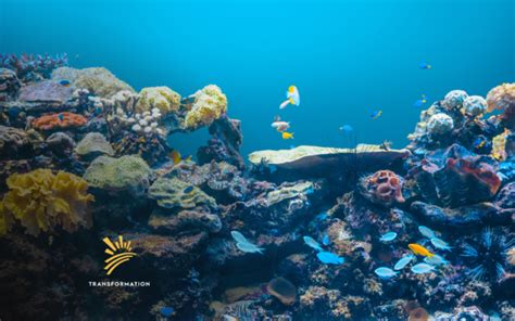 Marine Conservation Strategies Healthy Oceans Transformation