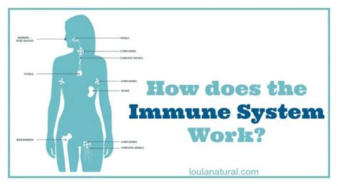 How Does The Immune System Work Loula Natural