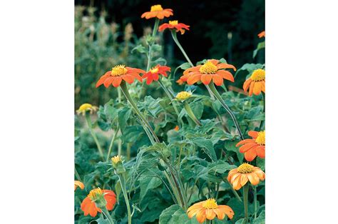 Tithonia Rotundifolia Torch Mexican Sunflower