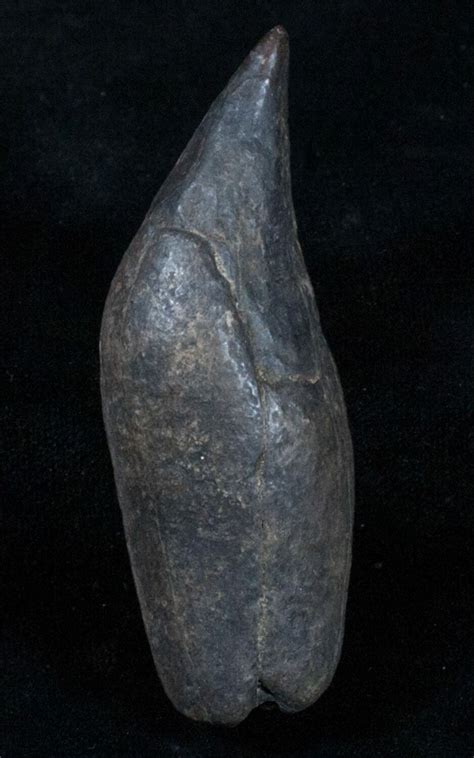 Fossil Sperm Whale Tooth 3 Inches Miocene 3765 For Sale