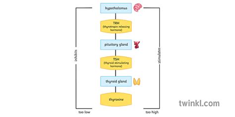 Thyroxine Negative Feedback Science Flow Chart Body Secondary Illustration