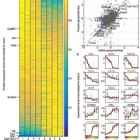 A Spatial Atlas Of The Hepatocyte Proteome A Zonation Of Hepatocyte