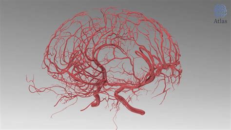 Anterior Circulation Arterial Anatomy 3d Models The Neurosurgical Atlas
