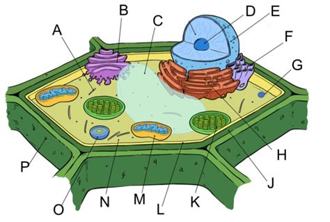 Biology Ch 4 Diagram Quizlet