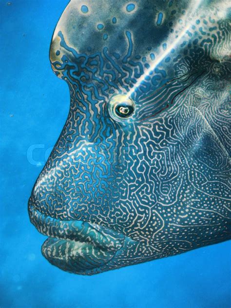 Humphead Maori Wrasse Australien Stock Foto Colourbox