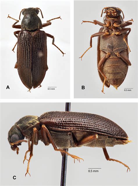 Hydora Laticeps Non Type Female From Cann River Vica Dorsal Habitus B Download Scientific