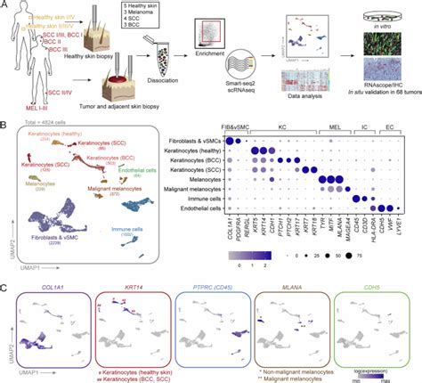 Cancer Associated Fibroblast Subtypes Modulate The Tumor Immune