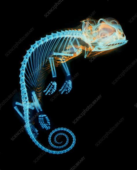 Chameleon Embryo Skeleton Stock Image C0290574 Science Photo Library