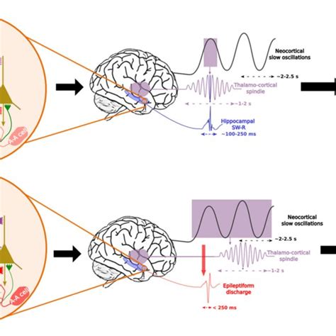 Temporal Control Of Sleep Related Oscillations And Their Disruption