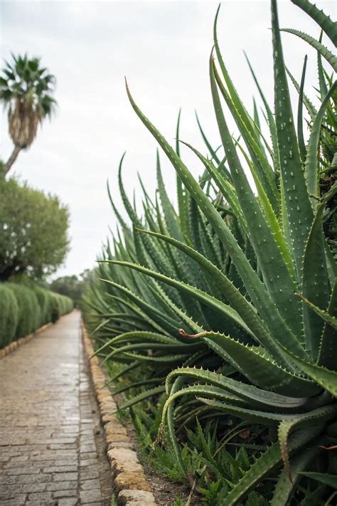 15 Inspiring Front Yard Aloe Vera Garden Ideas