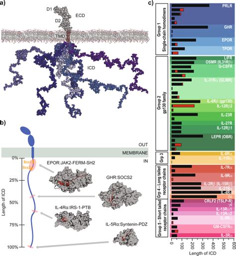 Orchestration Of Signaling By Structural Disorder In Class 1 Cytokine